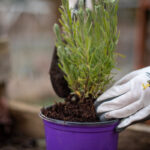 Plant Program | FireSmart BC