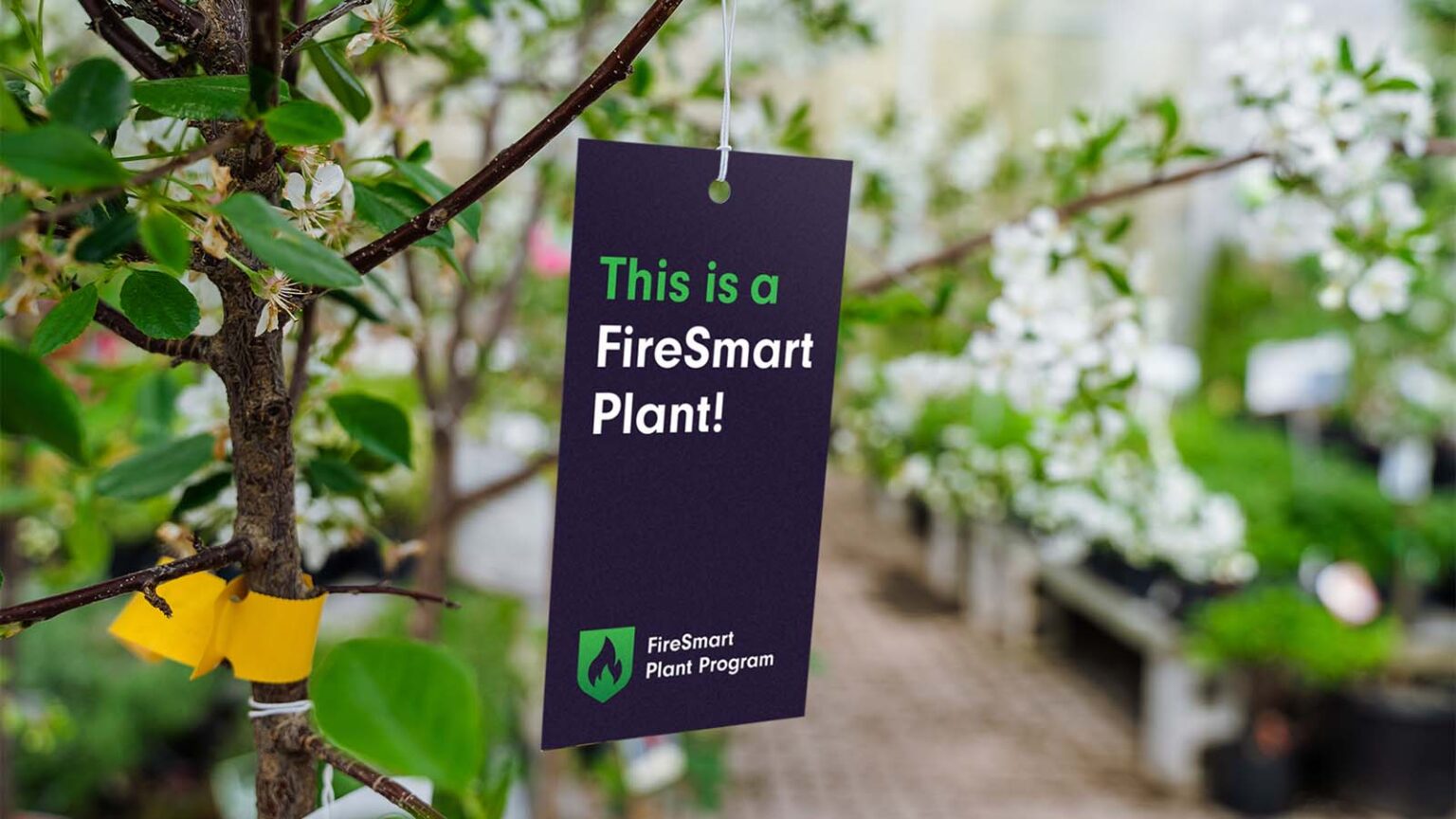 Plant Program | FireSmart BC