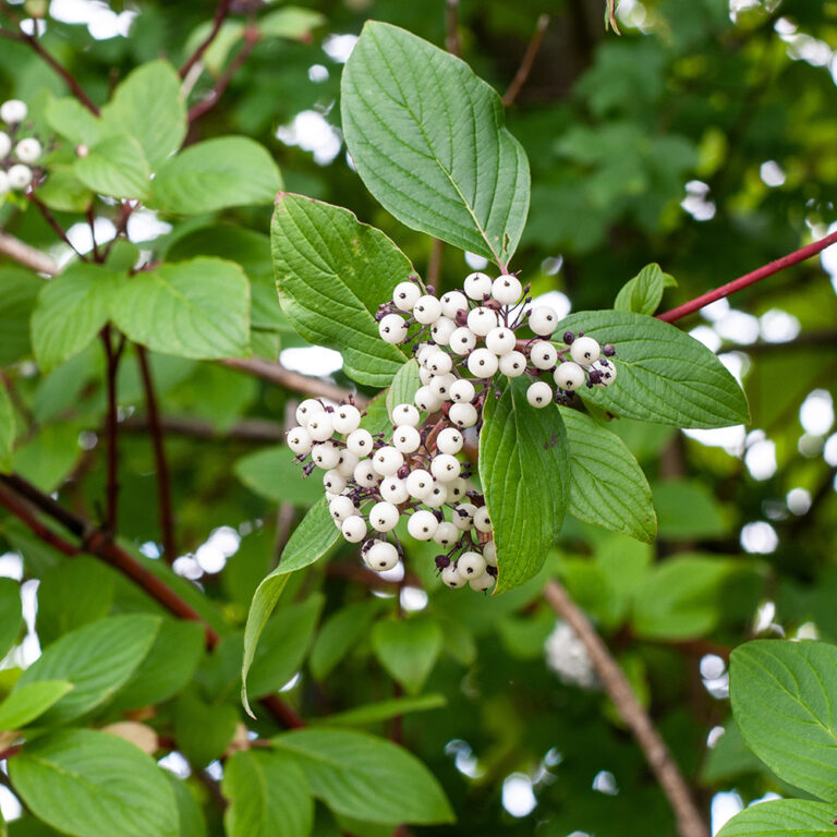Fire-Resistant Plants | FireSmart BC