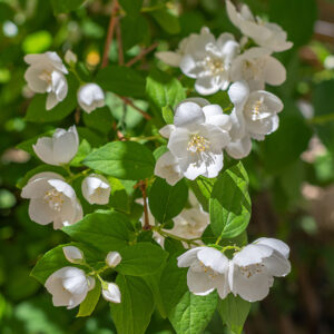 Fire-Resistant Plants | FireSmart BC