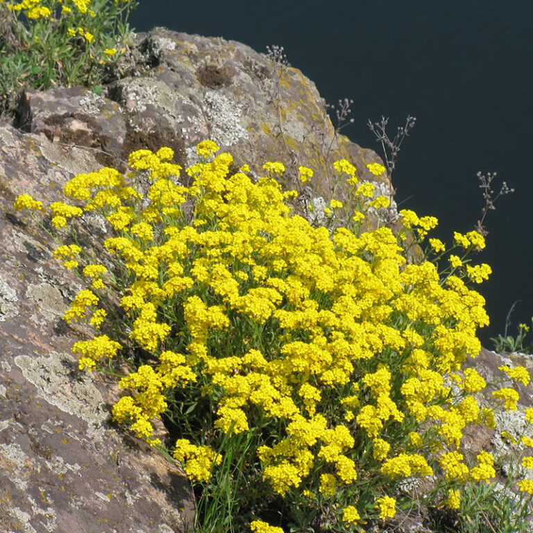 Fire-Resistant Plants | FireSmart BC