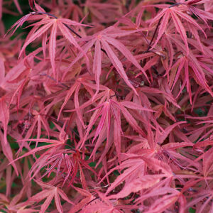 Dwarf Red Pygmy Japanese Maple | FireSmart BC
