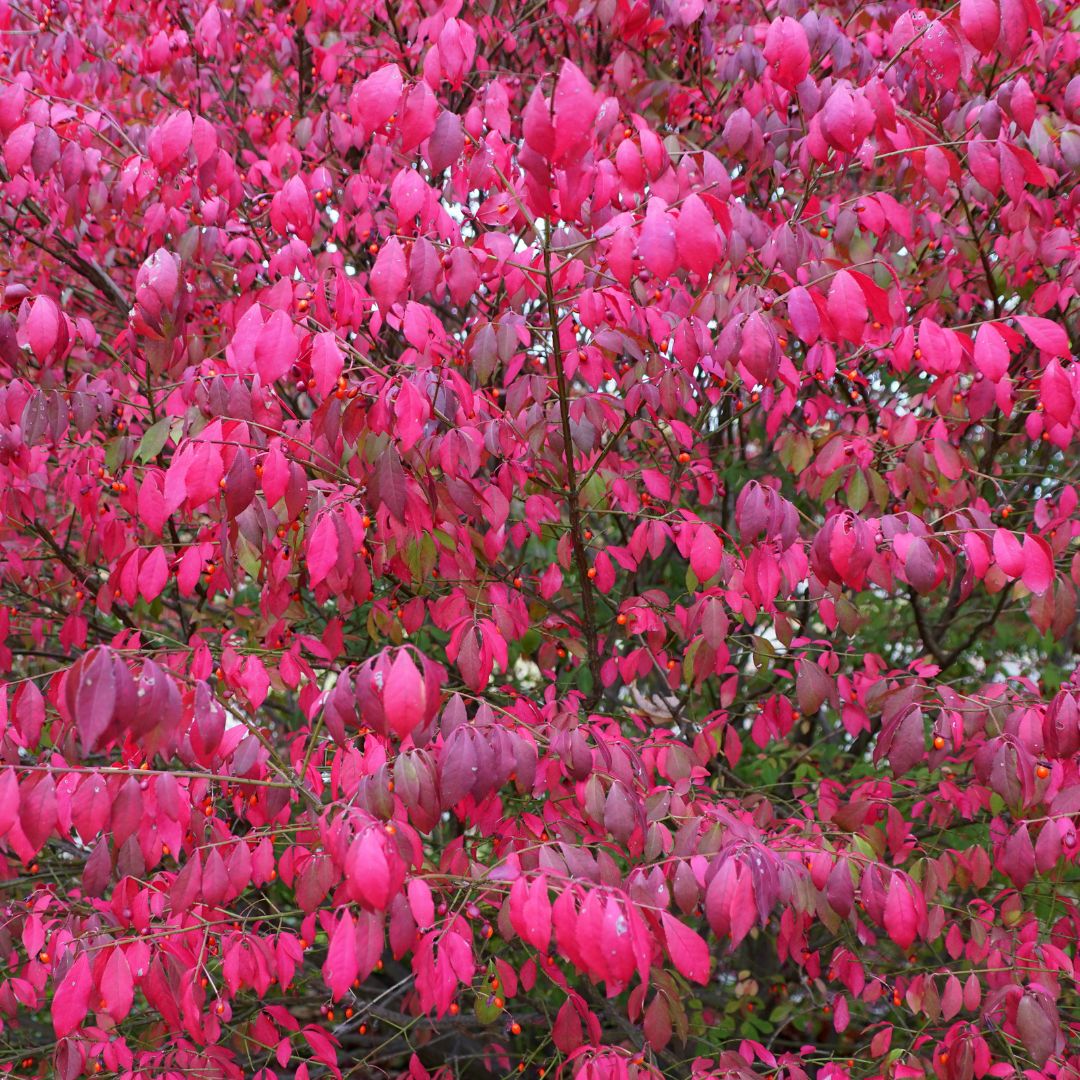 Compact Burning Bush | FireSmart BC