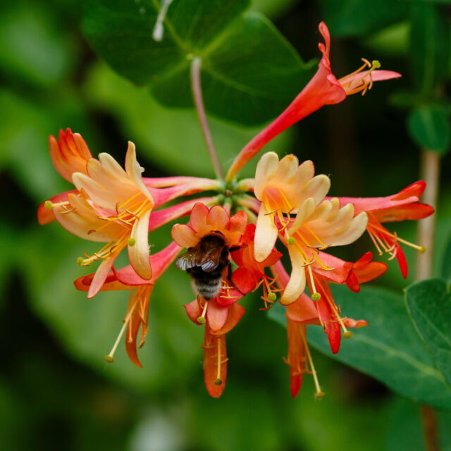 Dropmore Scarlet Honeysuckle | FireSmart BC