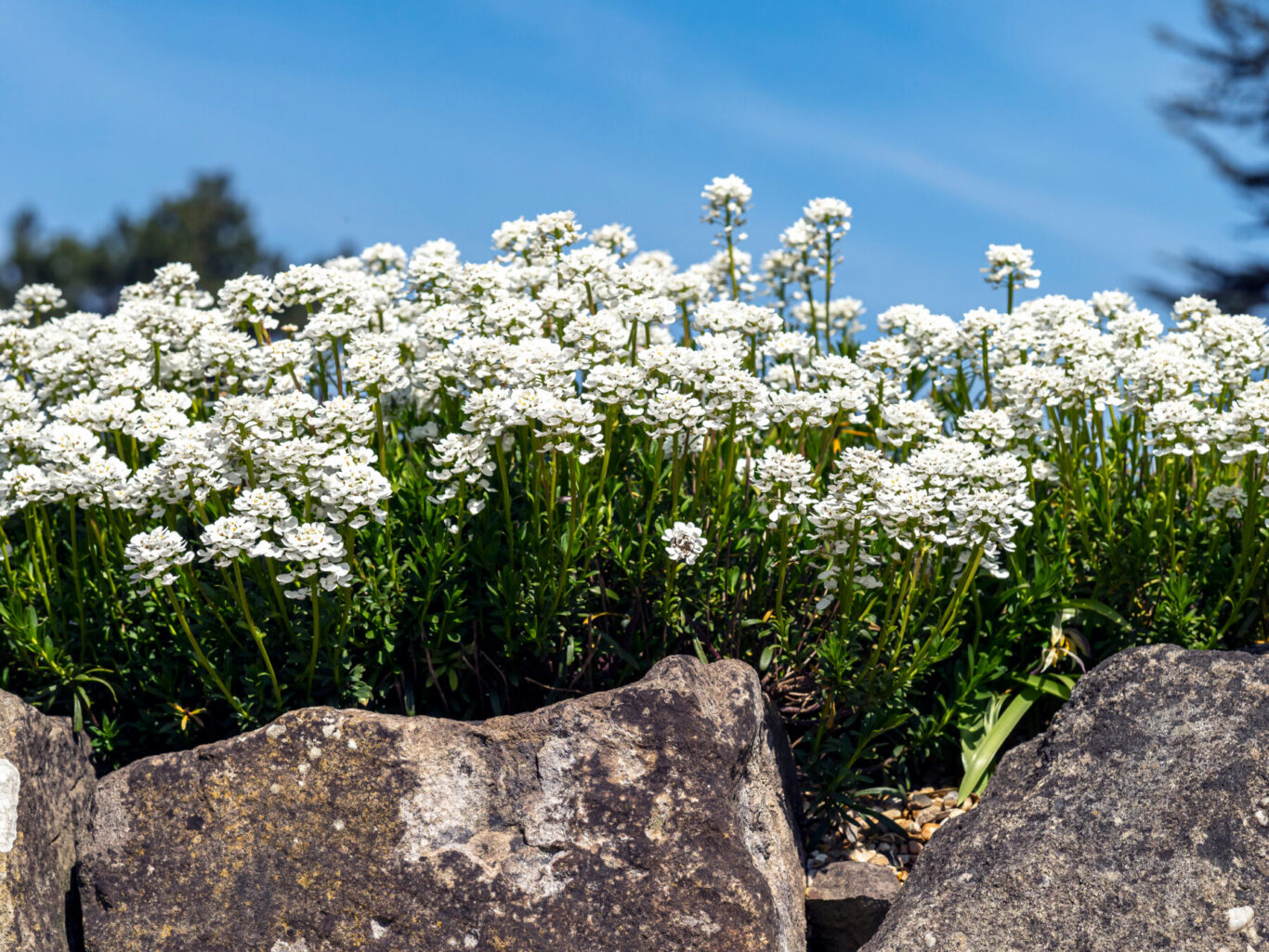 Candytuft | FireSmart BC