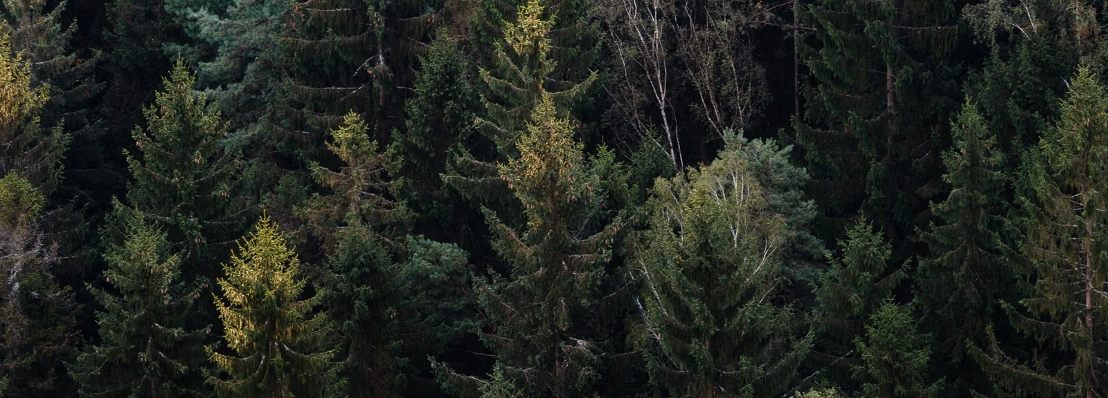 Resource Library | FireSmart BC