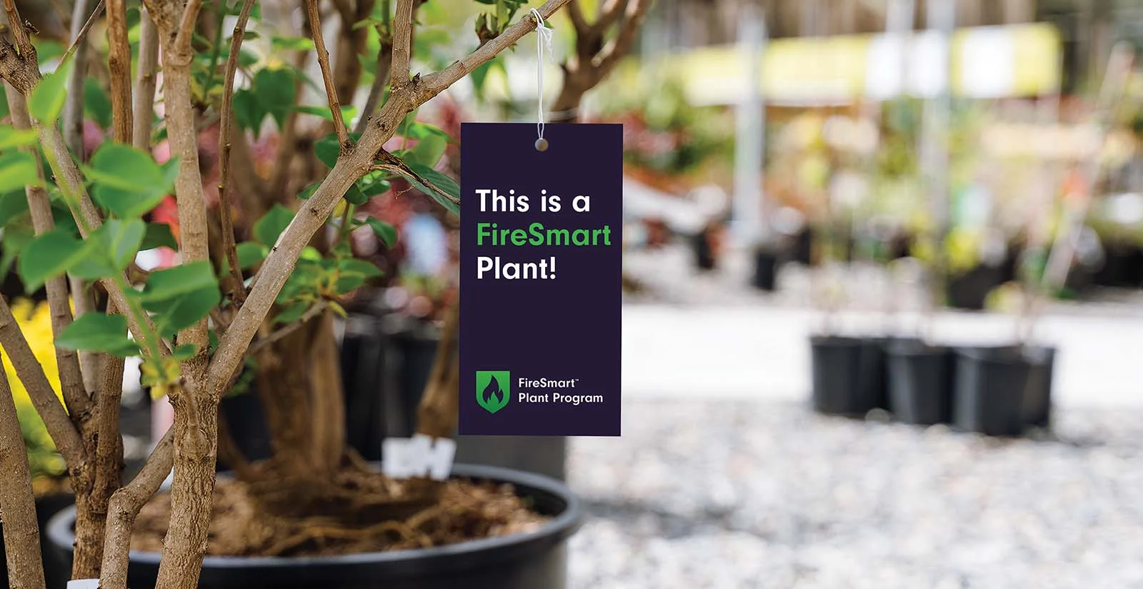 Plant Program | FireSmart BC