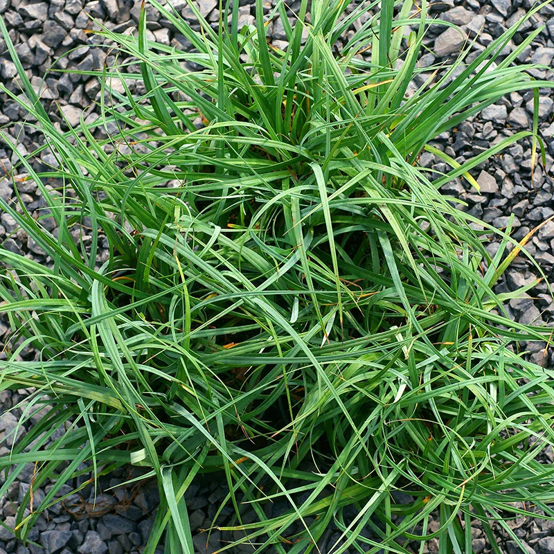 Sedges | FireSmart BC
