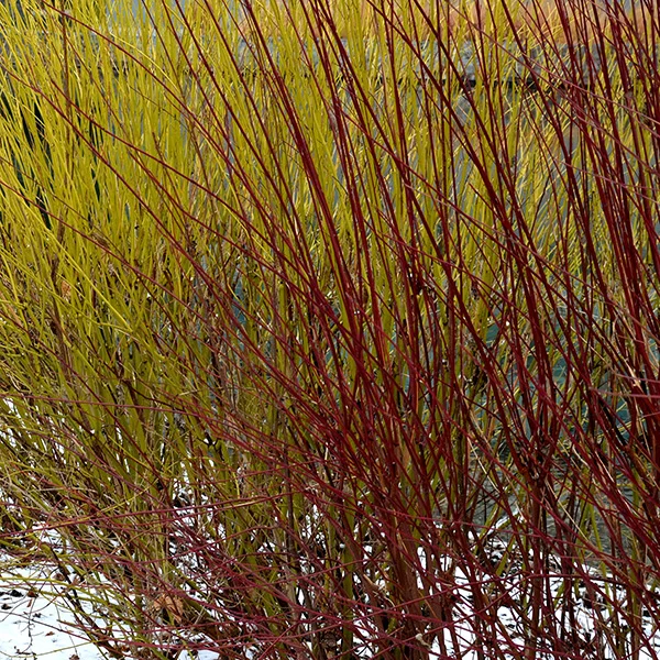 Yellow Twig Dogwood | FireSmart BC