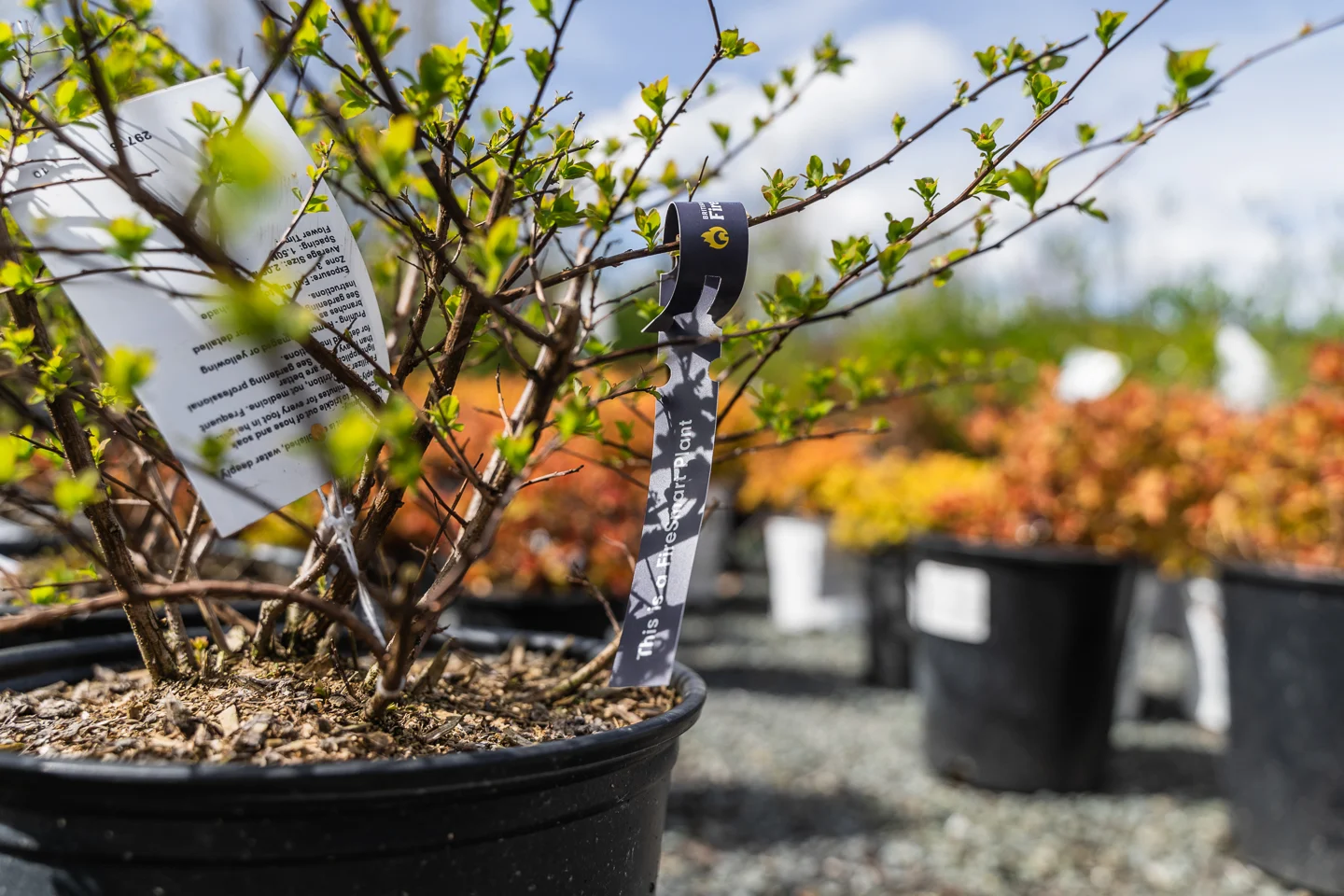 Previous FireSmart Plants of the Month | FireSmart BC